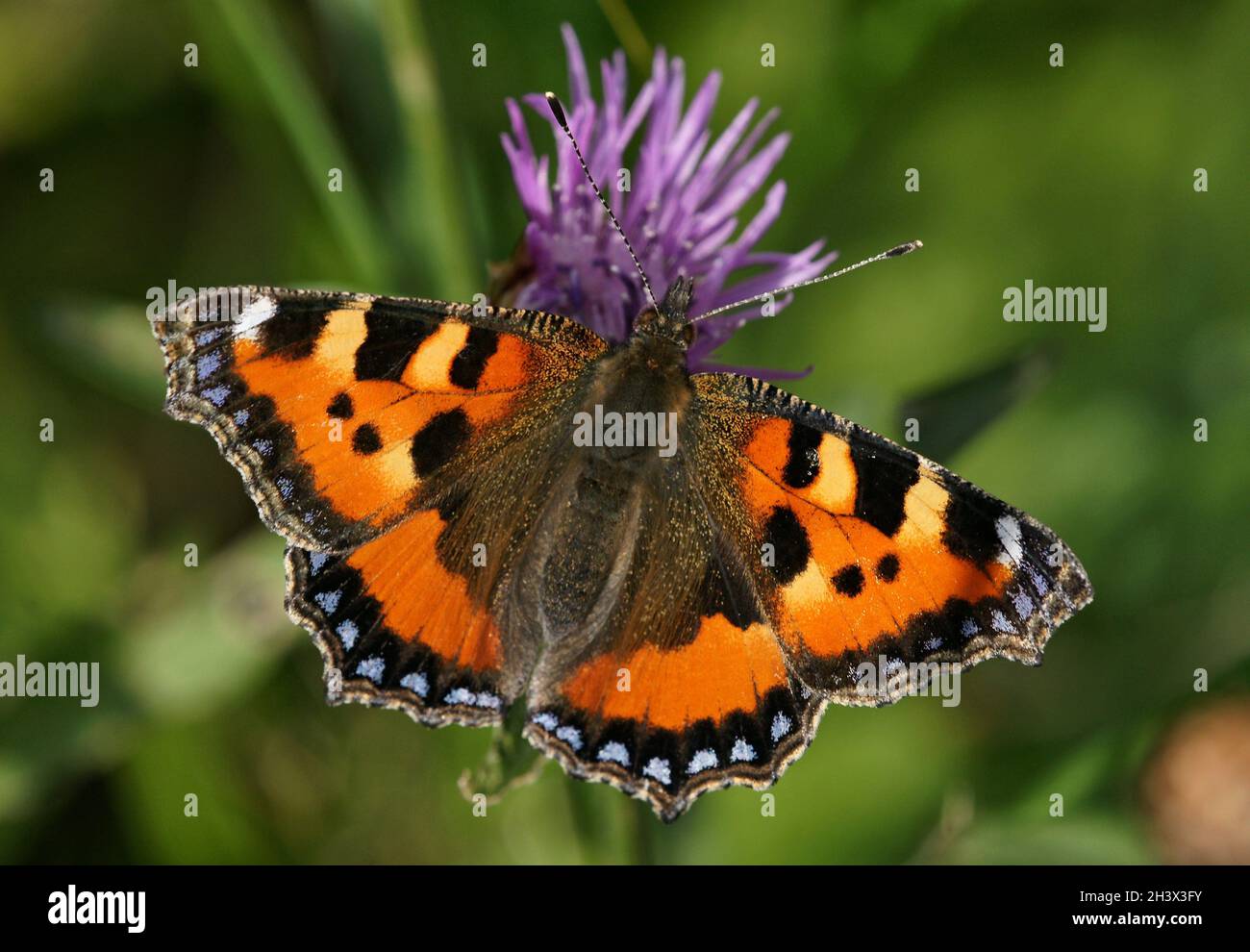 Exotic butterfly hi-res stock photography and images - Alamy