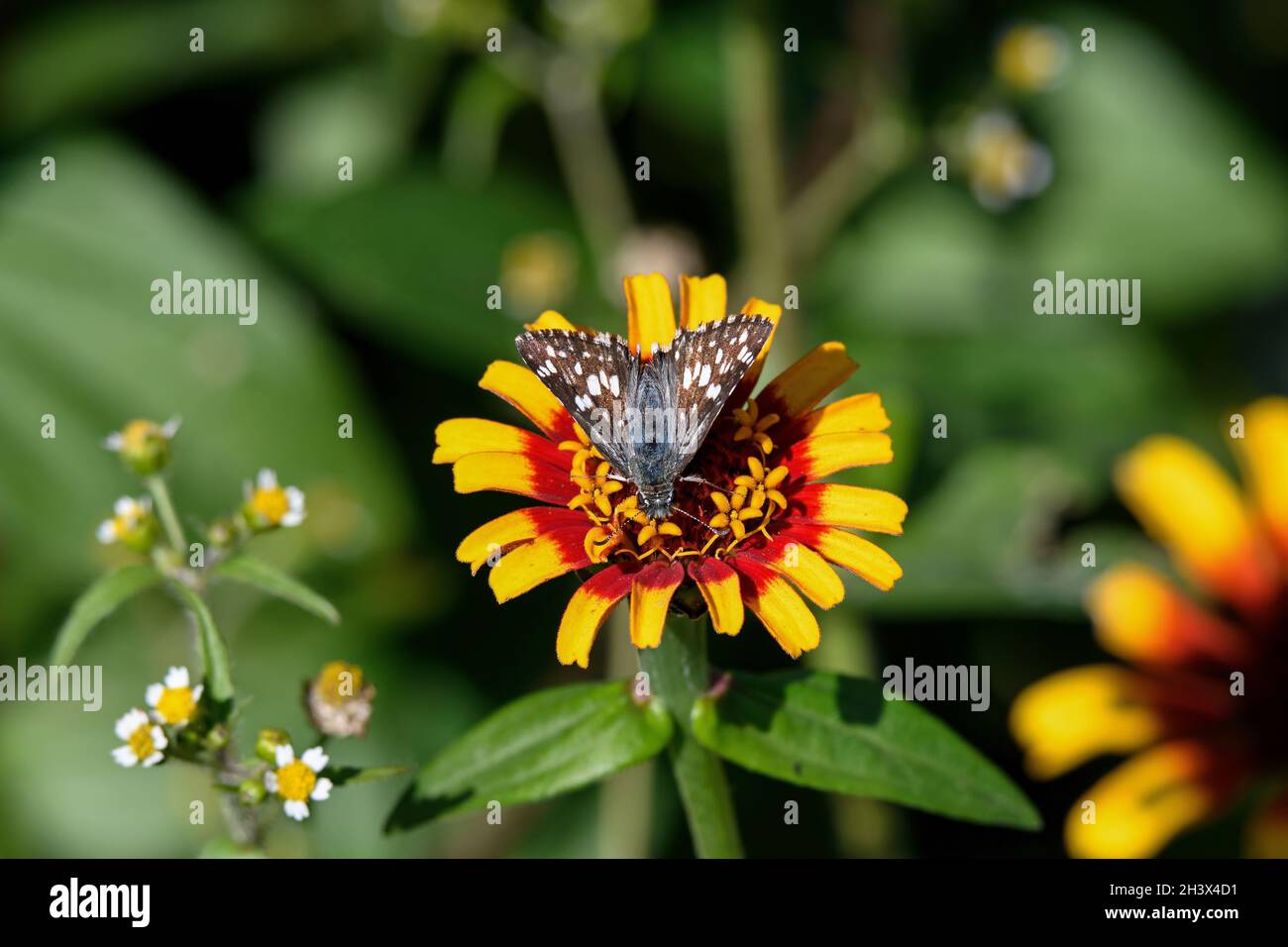 Skipper antenna hi-res stock photography and images - Alamy