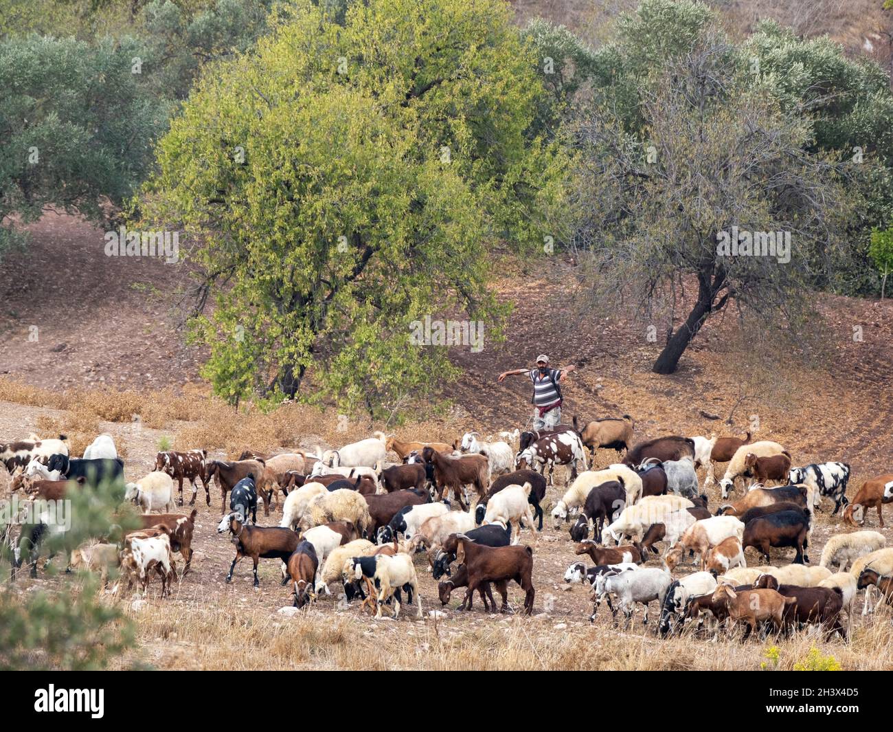 A man herding sheep and goats near Kritou Terra, Cyprus Stock Photo - Alamy