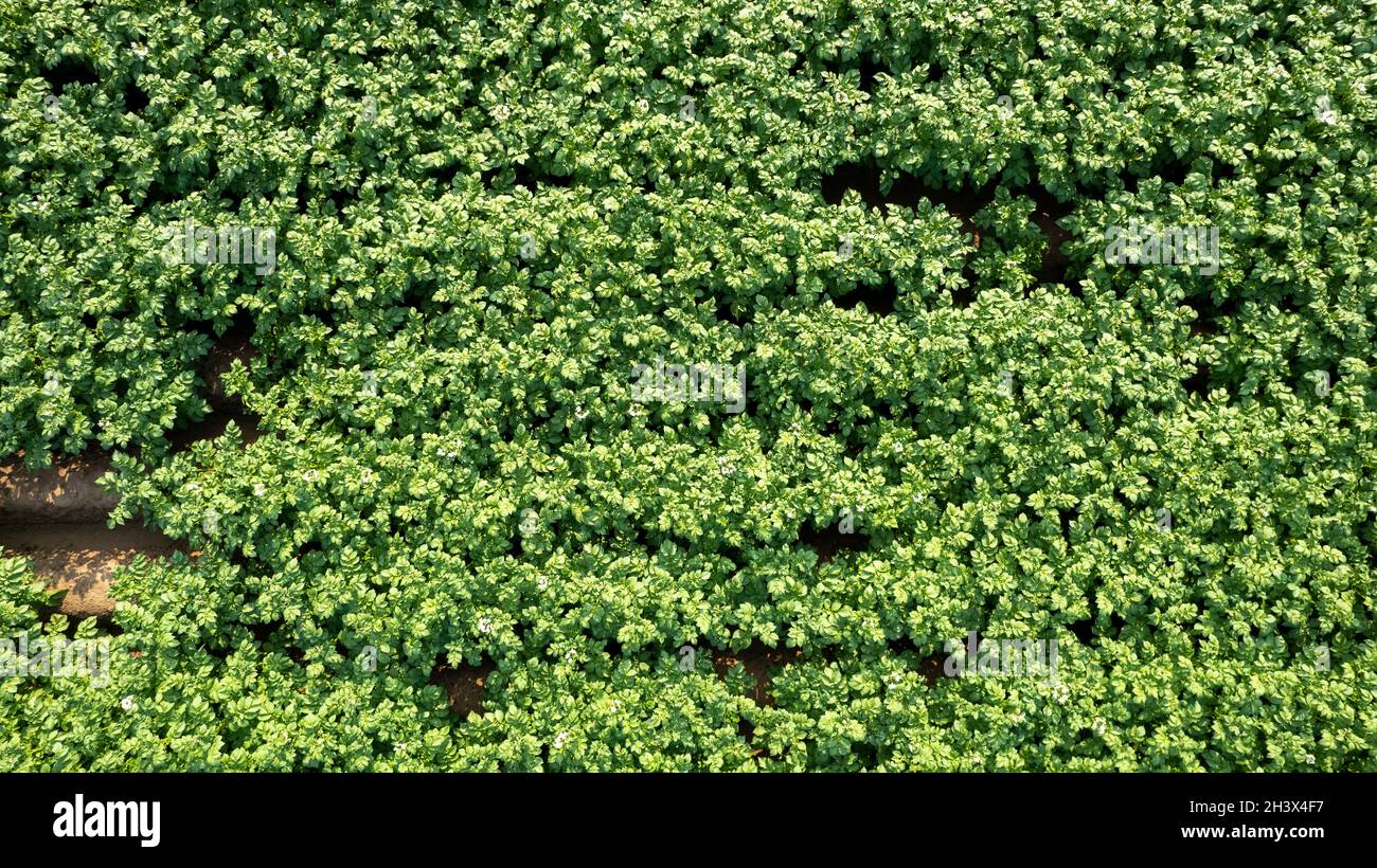 Summer potato field with white flowers in bloom from above, aerial view ...