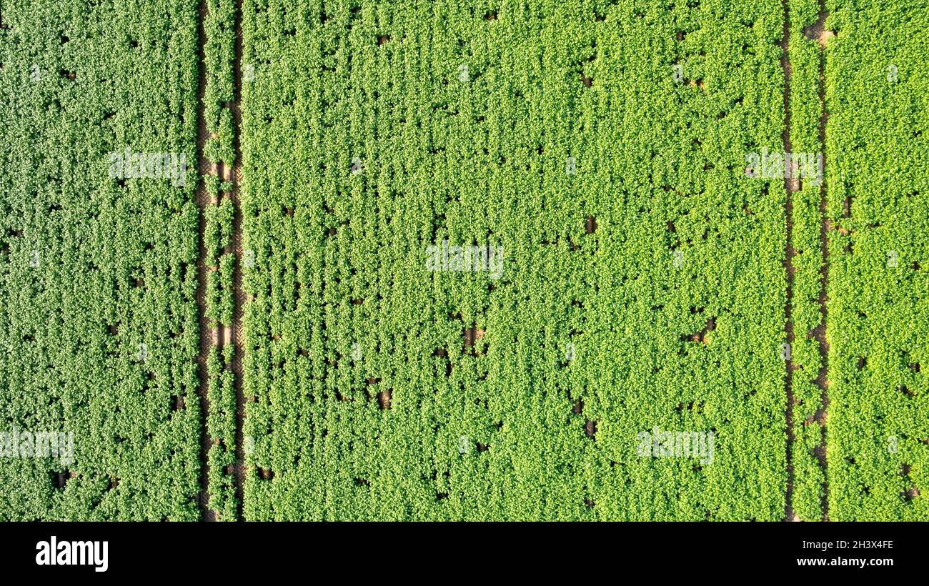 Aerial view geometric potato farming fields, showing a green meadow and ...