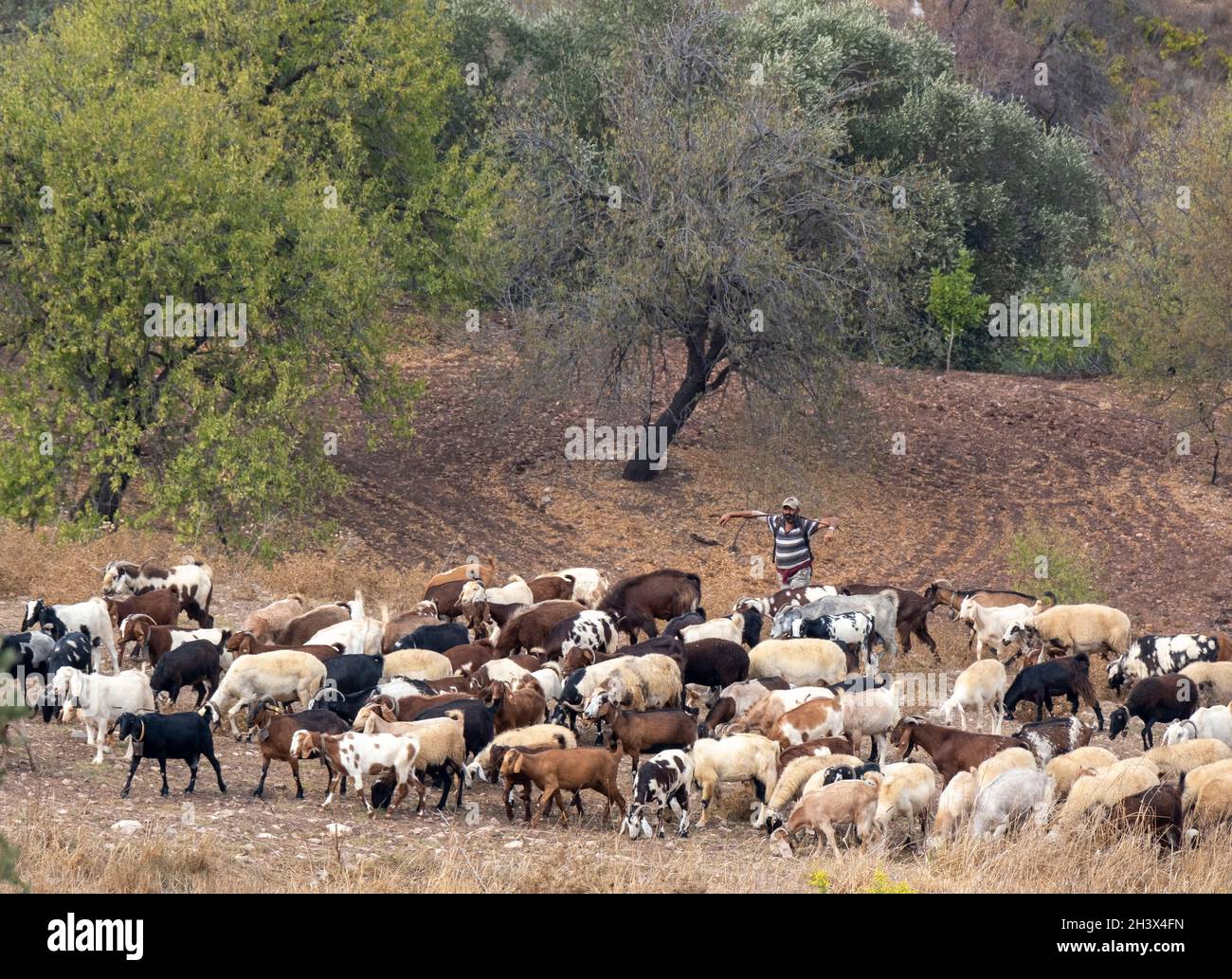 A man herding sheep and goats near Kritou Terra, Cyprus Stock Photo - Alamy