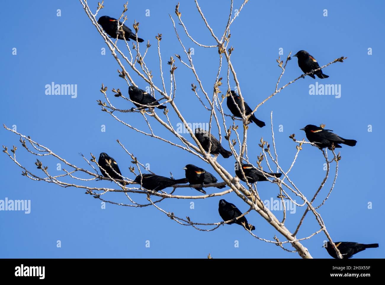 Songbird black tree hi-res stock photography and images - Alamy