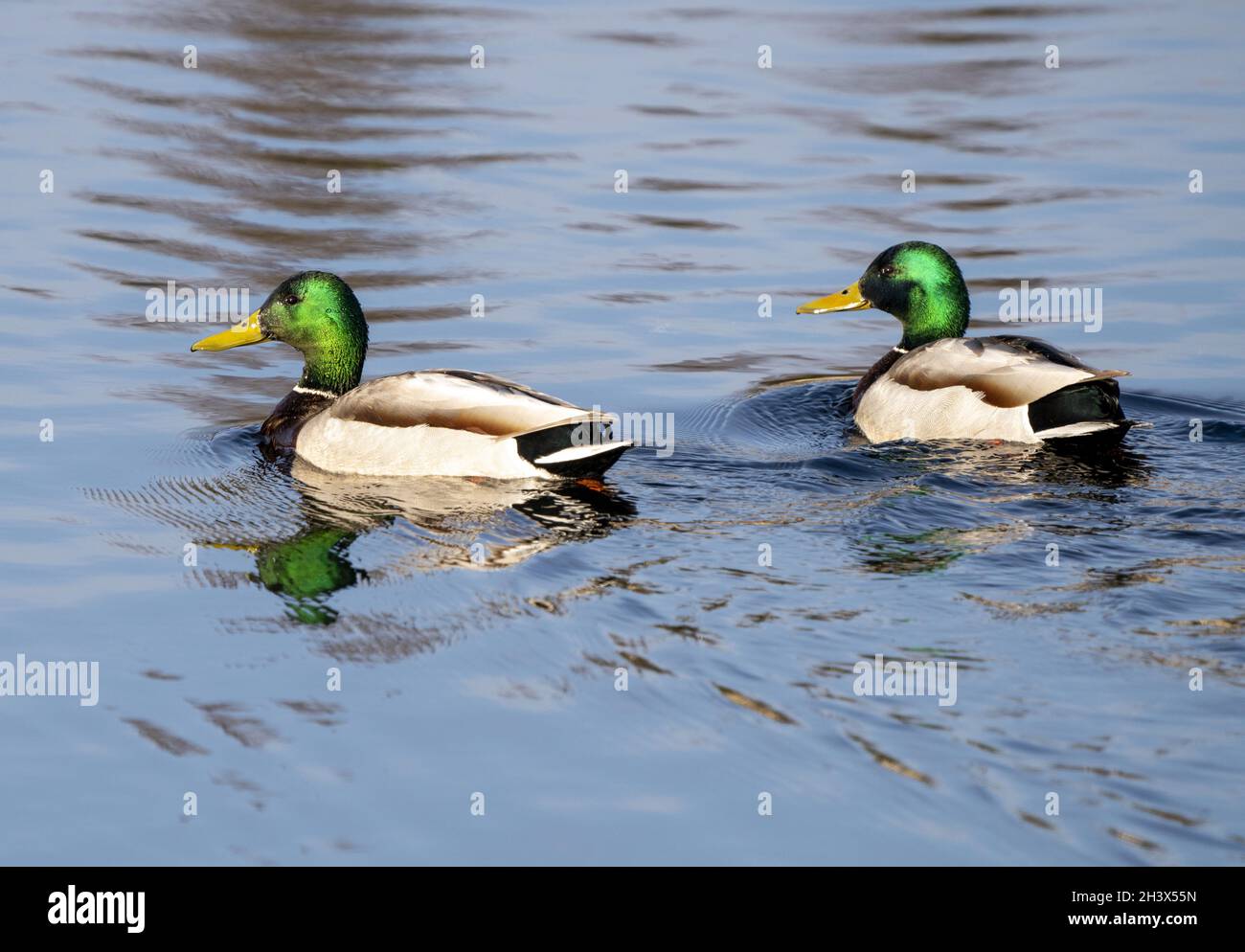 Mallard Duck Saskatchewan Stock Photo - Alamy