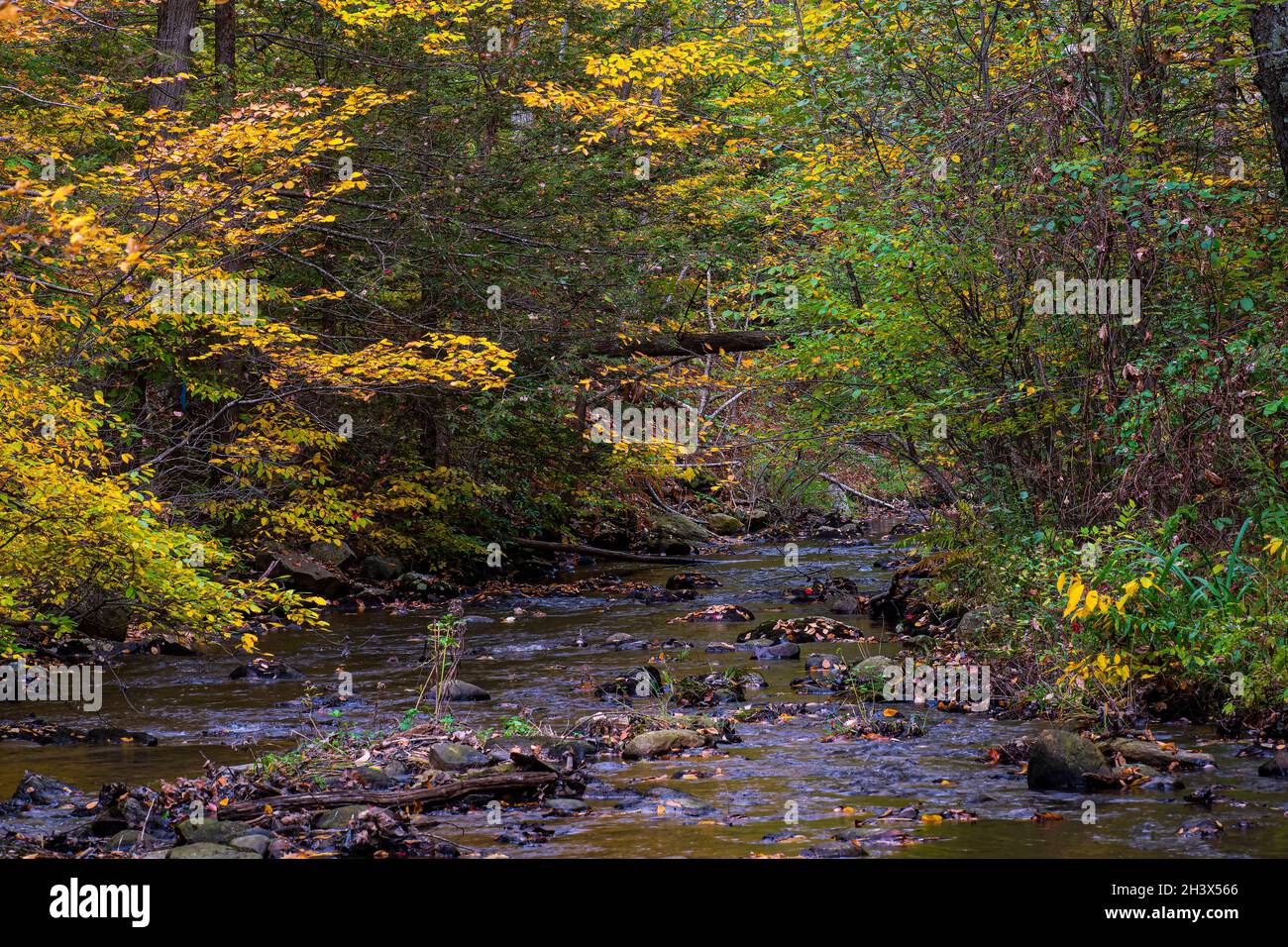 autumn at willard brook in willard brook state forset in ashby ...