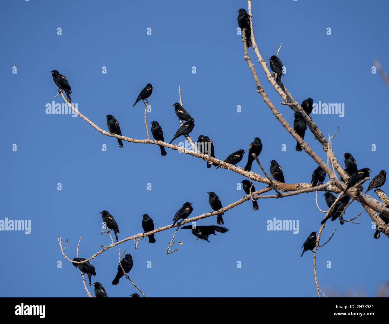 Blackbirds in Tree Stock Photo - Alamy