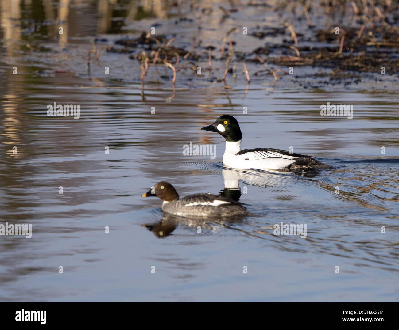 Male female common goldeneye hi-res stock photography and images - Alamy