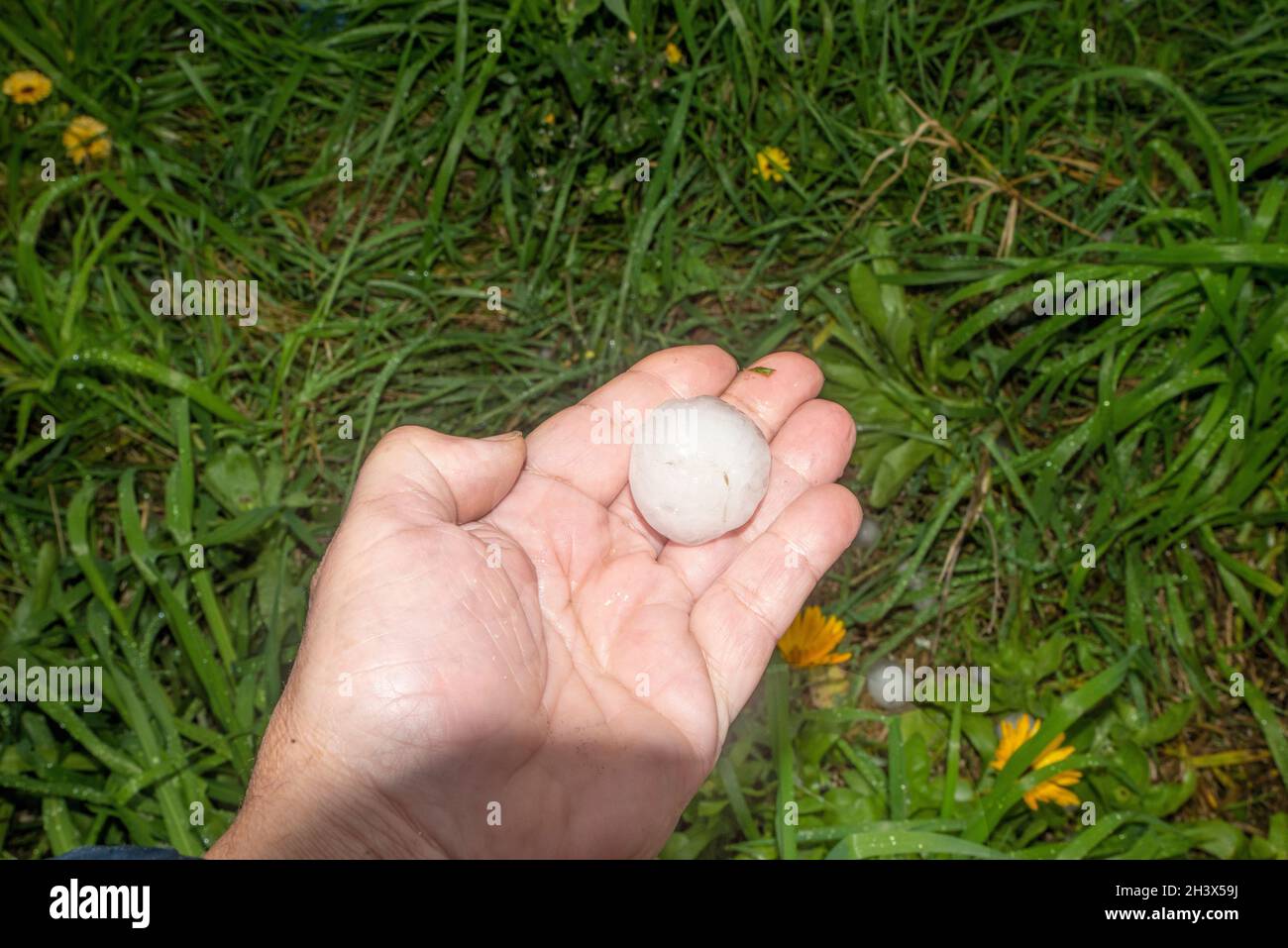 hail balls in the garden Stock Photo - Alamy