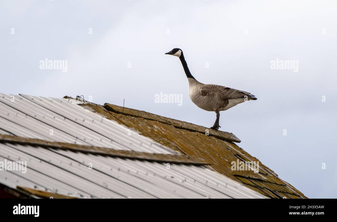 Goose hunt hi-res stock photography and images - Alamy