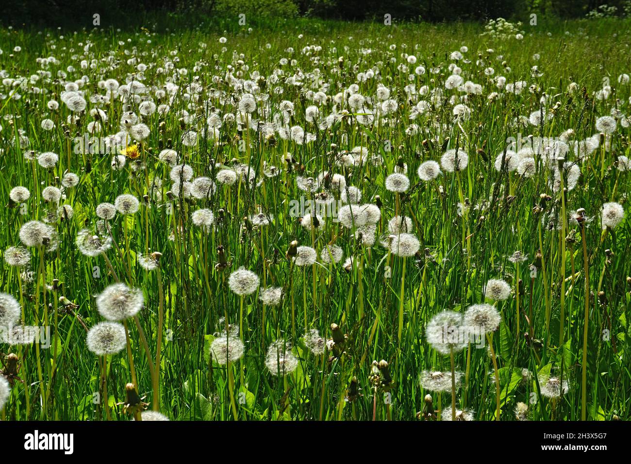 Dandelion meadow, lion's-tooth, hawkbit Stock Photo - Alamy