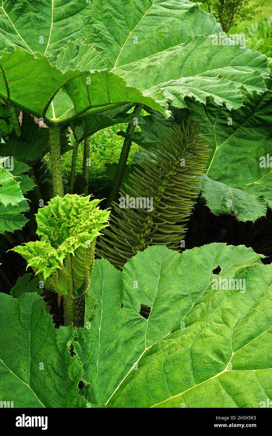 Gunnera leaves and flowers hi-res stock photography and images - Alamy