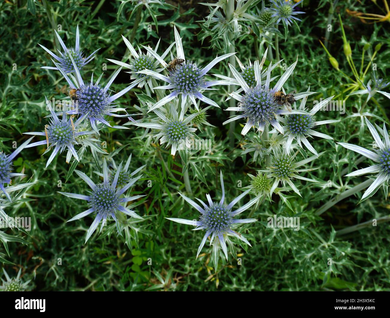 Eryngo, sea holly Stock Photo - Alamy