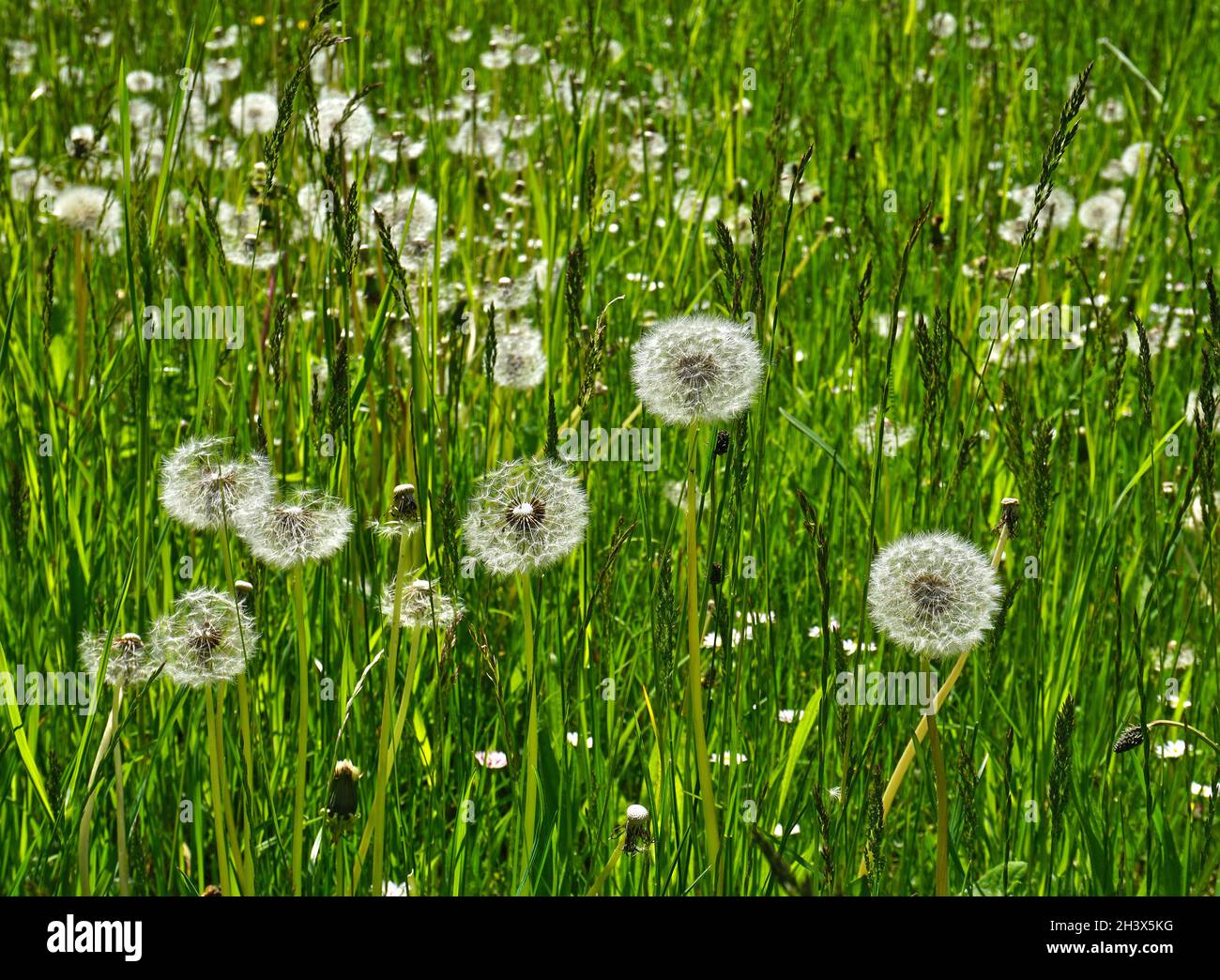 Meadow hawkbit hi-res stock photography and images - Alamy