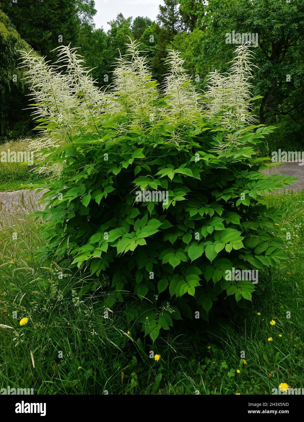 Aruncus dioicus goats beard shrub hi-res stock photography and images ...