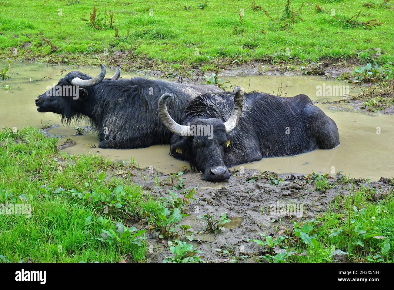 Buffalo mud bathing hi-res stock photography and images - Alamy