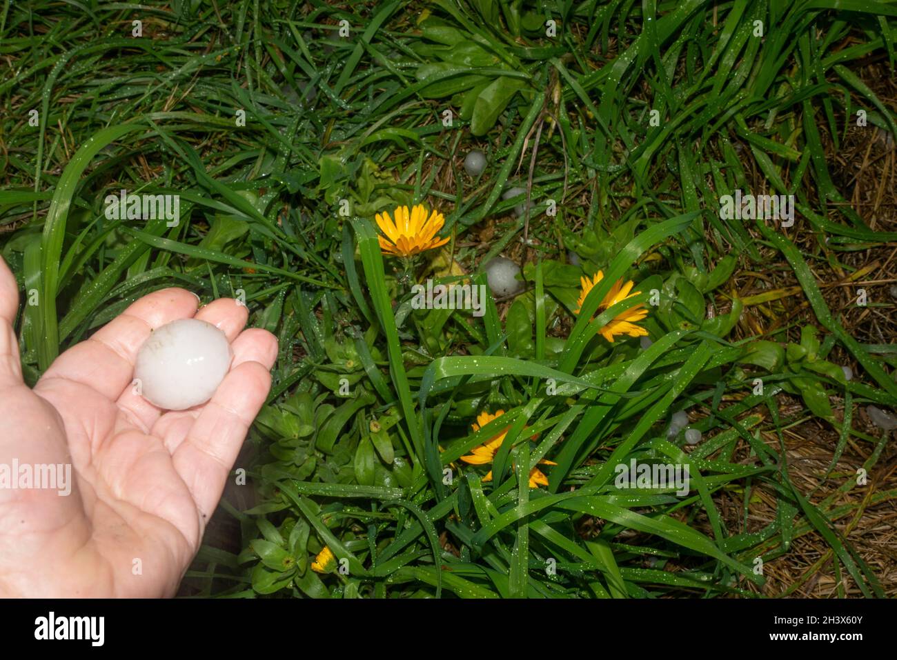 hail balls in the garden Stock Photo - Alamy