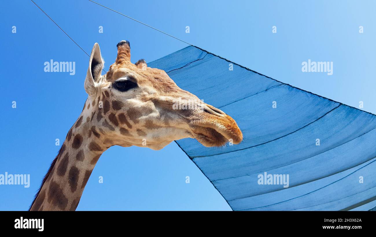 Front profile view hi-res stock photography and images - Alamy