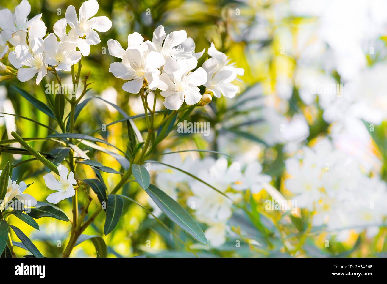 Oleander flowers sea hi-res stock photography and images - Alamy