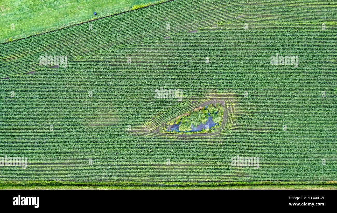 Aerial view geometric corn farming fields, showing a green meadow and ...