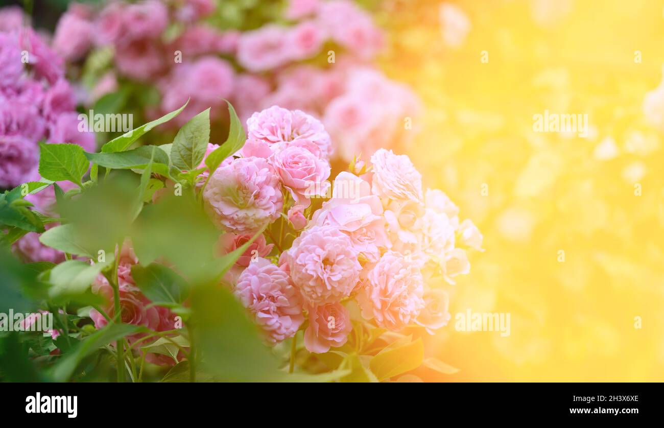 Roses in sun hi-res stock photography and images - Alamy