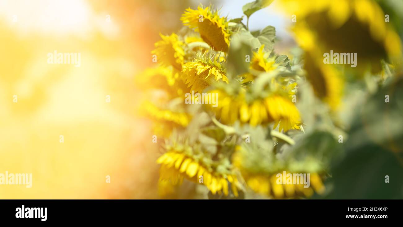 Ukraine field blooming sunflowers nature hi-res stock photography and ...