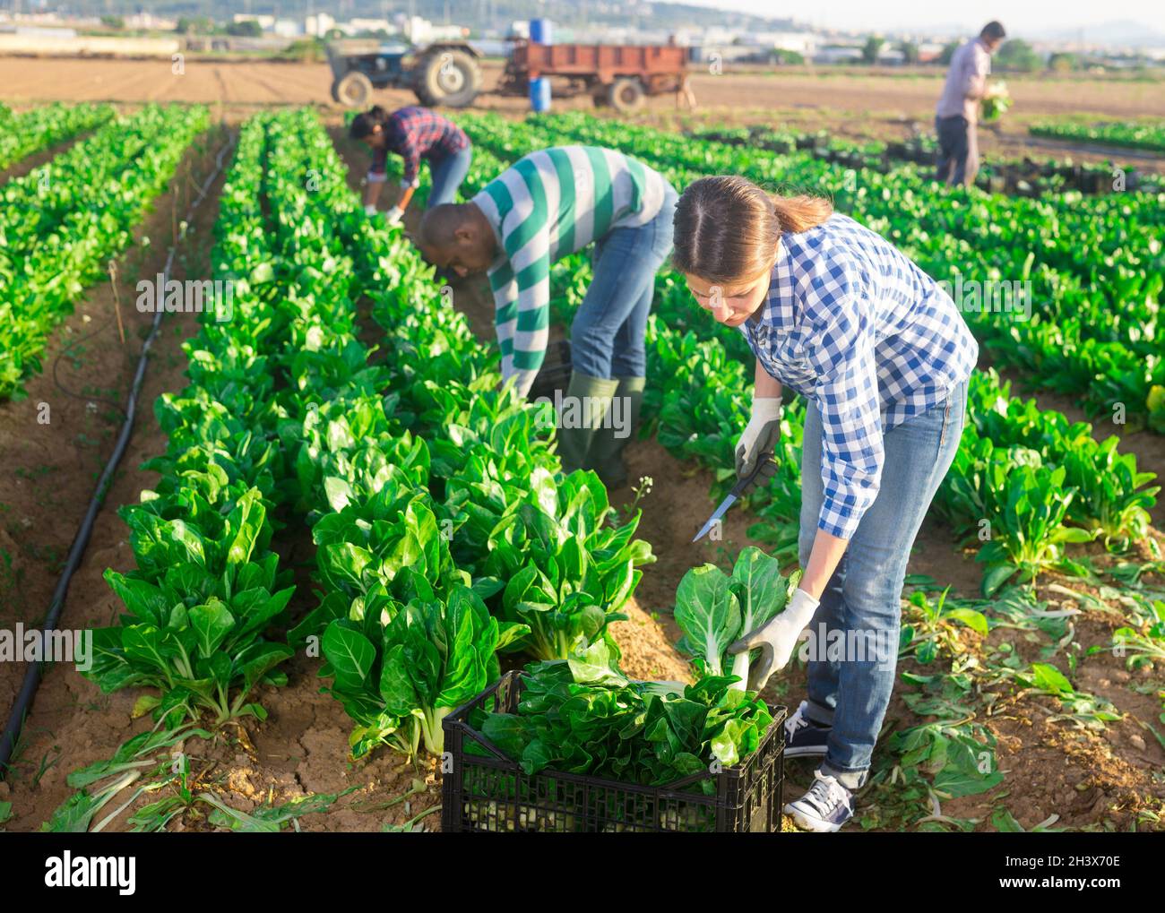 Multinational group of farm workers picking chard Stock Photo - Alamy