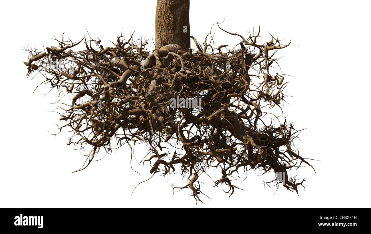 tree roots on white background Stock Photo - Alamy
