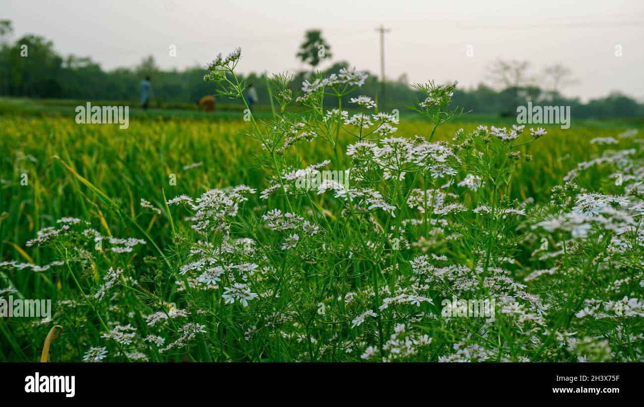 Coriander is an herb that is commonly used to flavor international food ...
