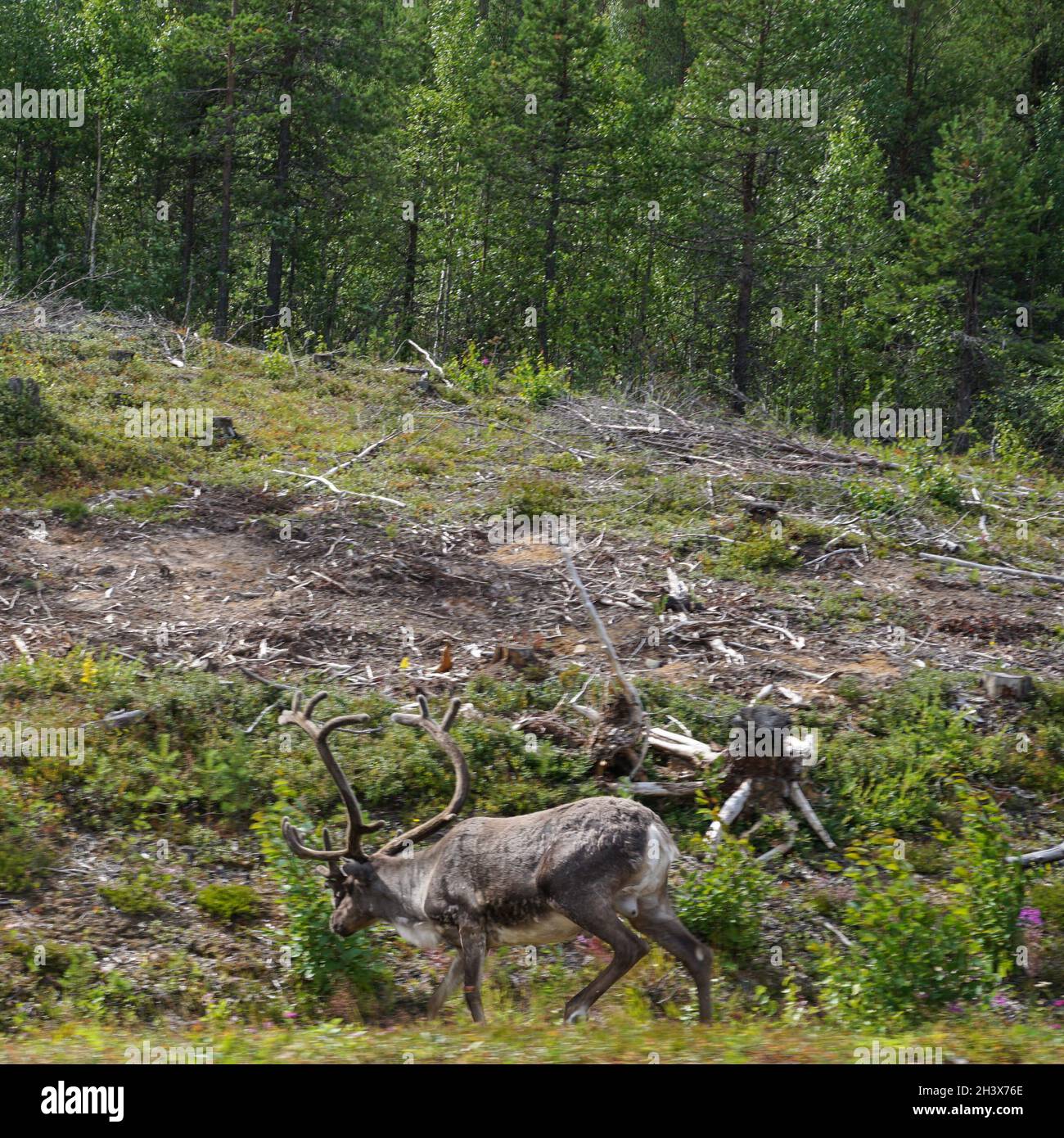 Finnish forest reindeer hi-res stock photography and images - Alamy
