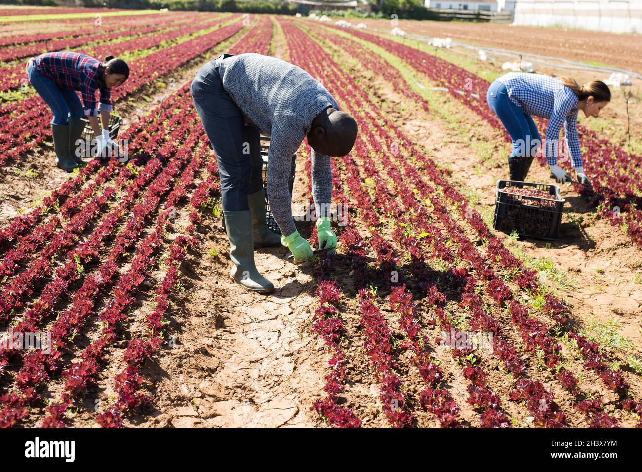 Farm workers harvesting red lettuce Stock Photo - Alamy