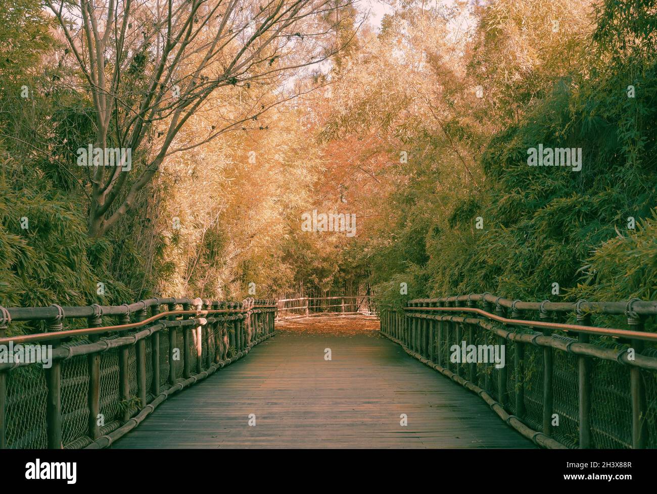 Path surrounded by beautiful greenery, during daylight Stock Photo - Alamy
