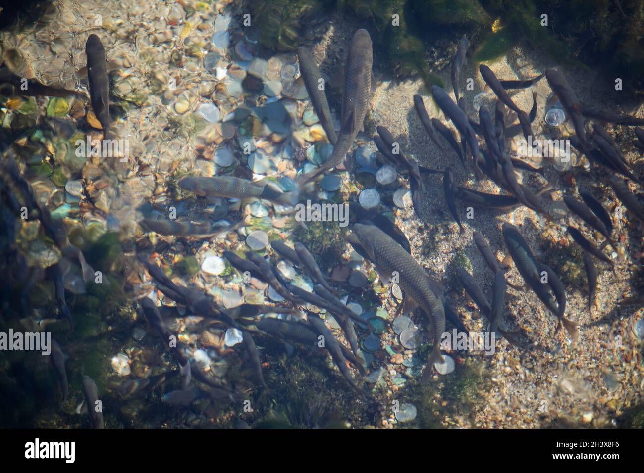 Crowd many freshwater fish hi-res stock photography and images - Alamy