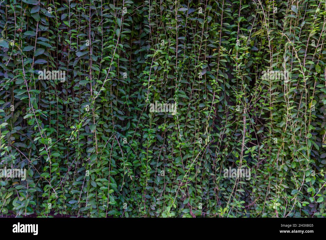 Green leaves are hanging on the walls of city houses. Beautiful ...