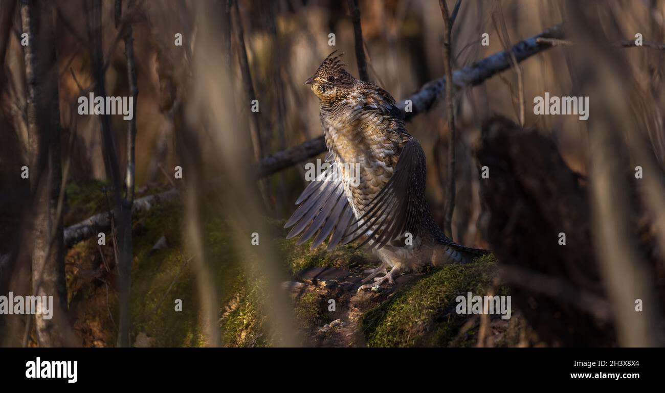 Ruffed grouse drumming in the fall in northern Wisconsin Stock Photo ...