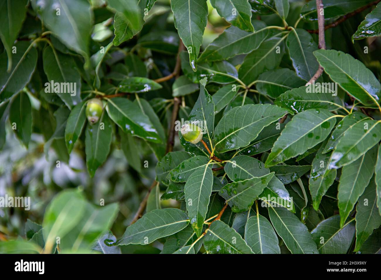 Close-up of green leaves and acorns of Quercus myrsinifolia, commonly ...