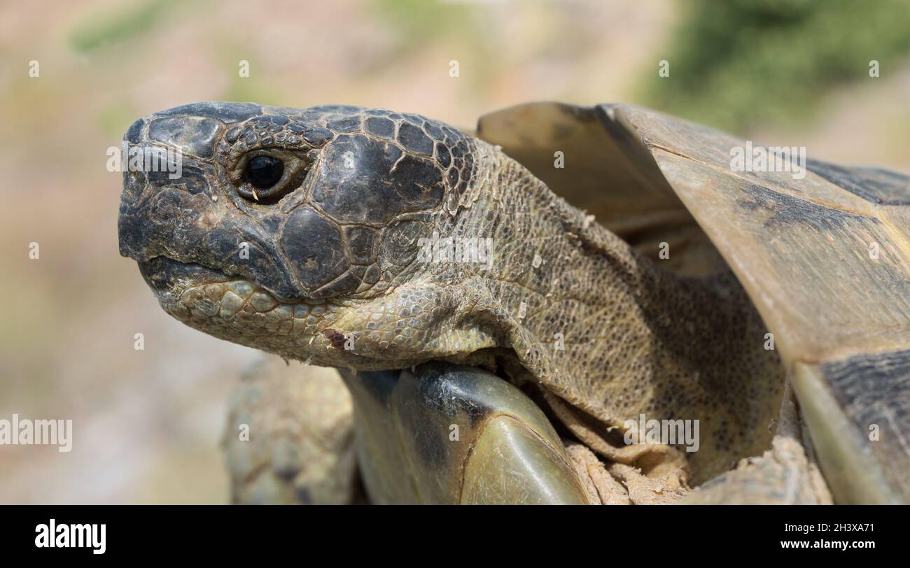 Greek tortoise (Testudo graeca). Place: Nemrut crater in eastern Turkey ...