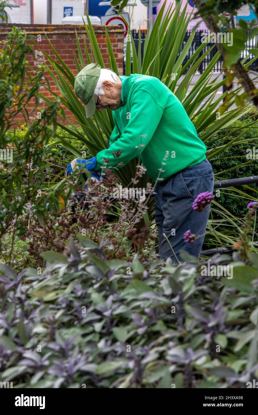 older or middle-aged man gardening , retirement, gardener in retirement ...