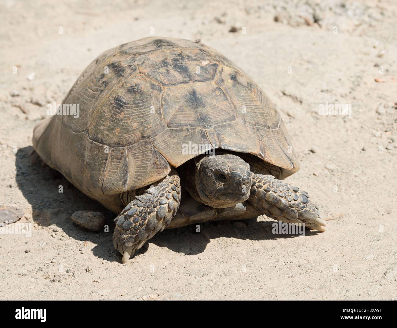 Greek tortoise (Testudo graeca ibera). Near Lake Nemrut in eastern ...