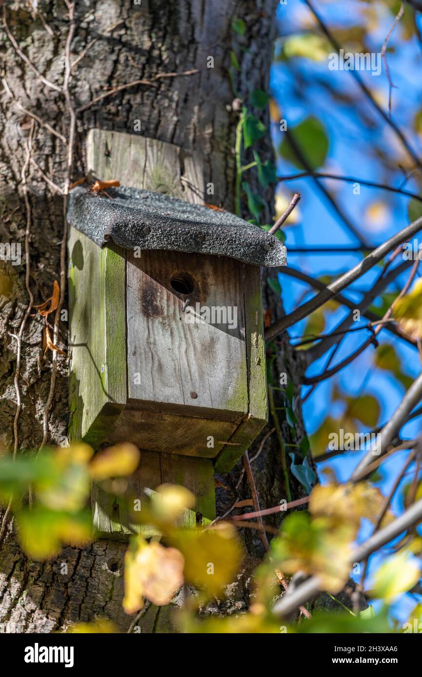 bird nesting box on a tree surrounded by autumn leaves, bird box ...