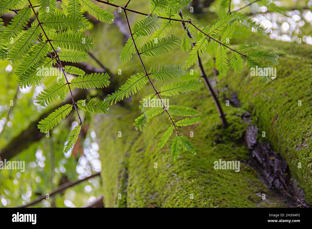 Giant sequoia leaves hi-res stock photography and images - Alamy