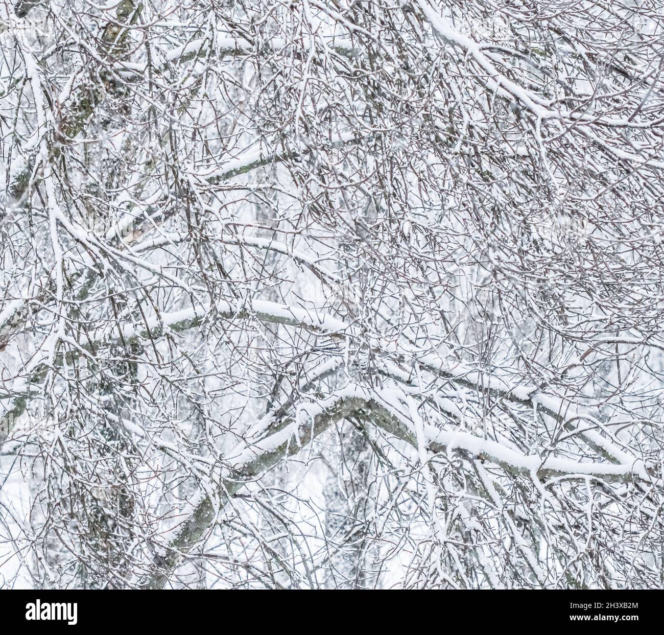 Heavy snow scenery hi-res stock photography and images - Alamy