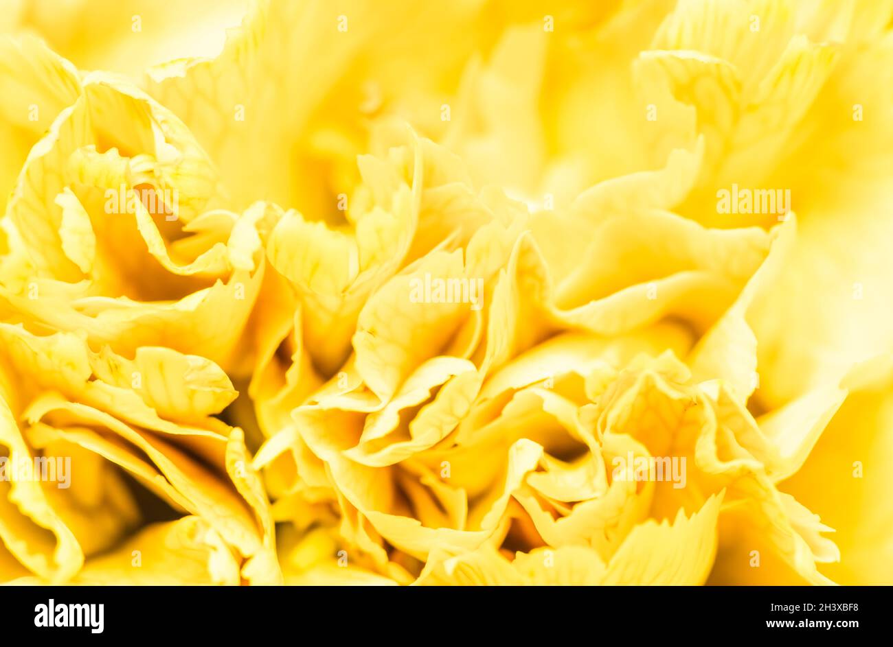 Abstract floral background, yellow carnation flower petals. Macro ...