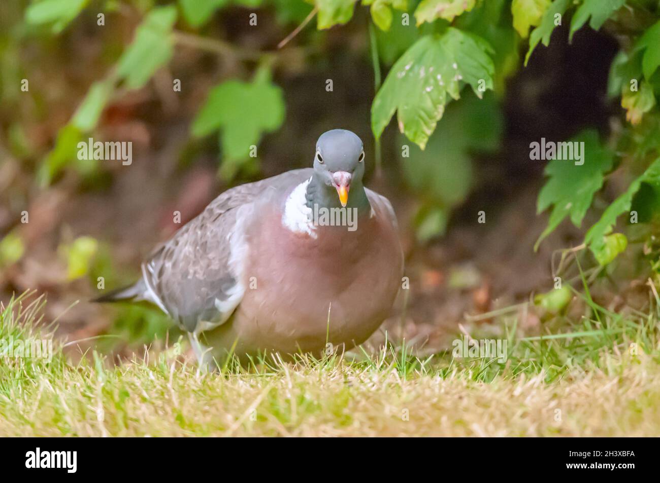 Dove shape hi-res stock photography and images - Alamy