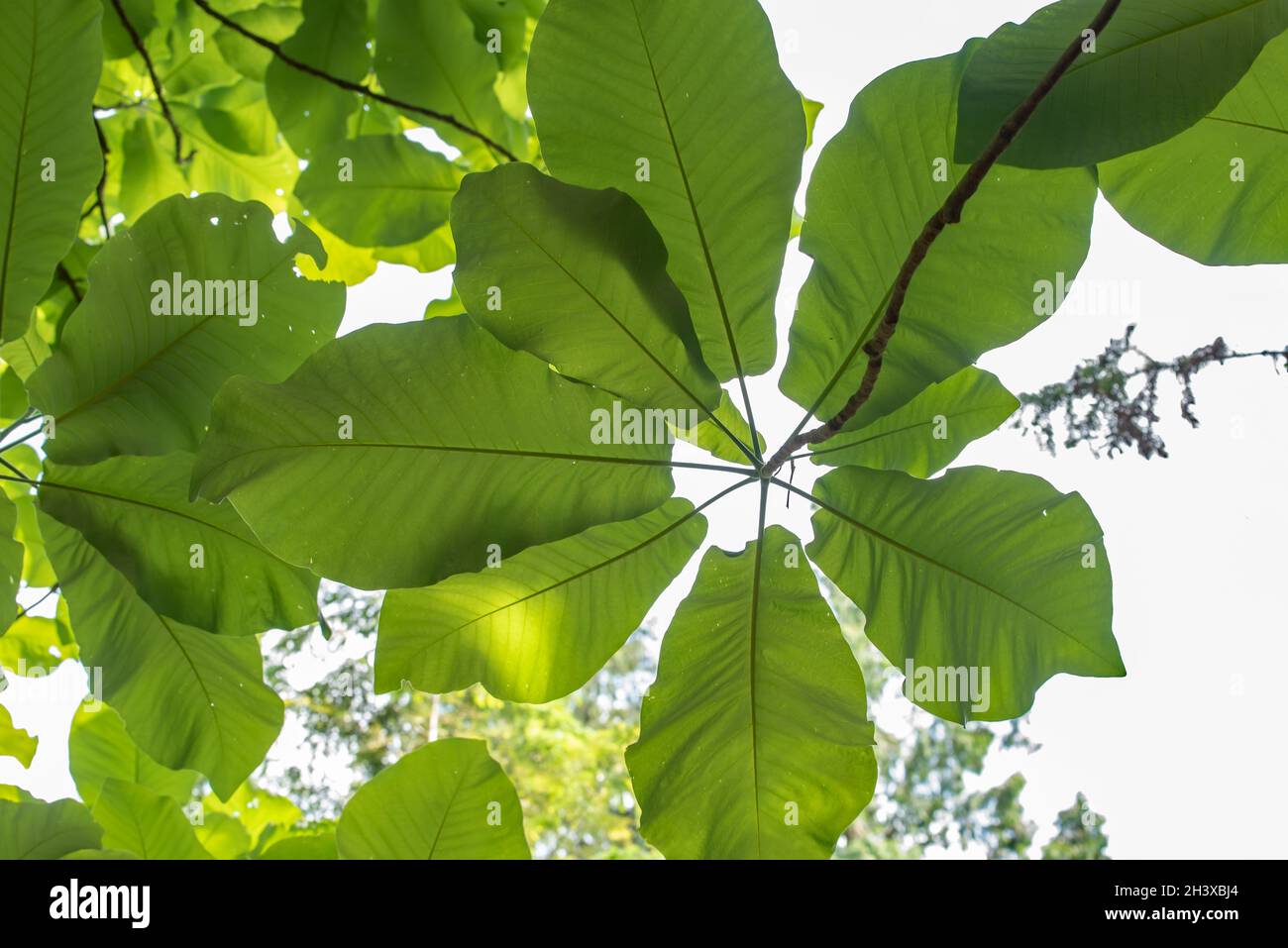 Samer tree hi-res stock photography and images - Alamy