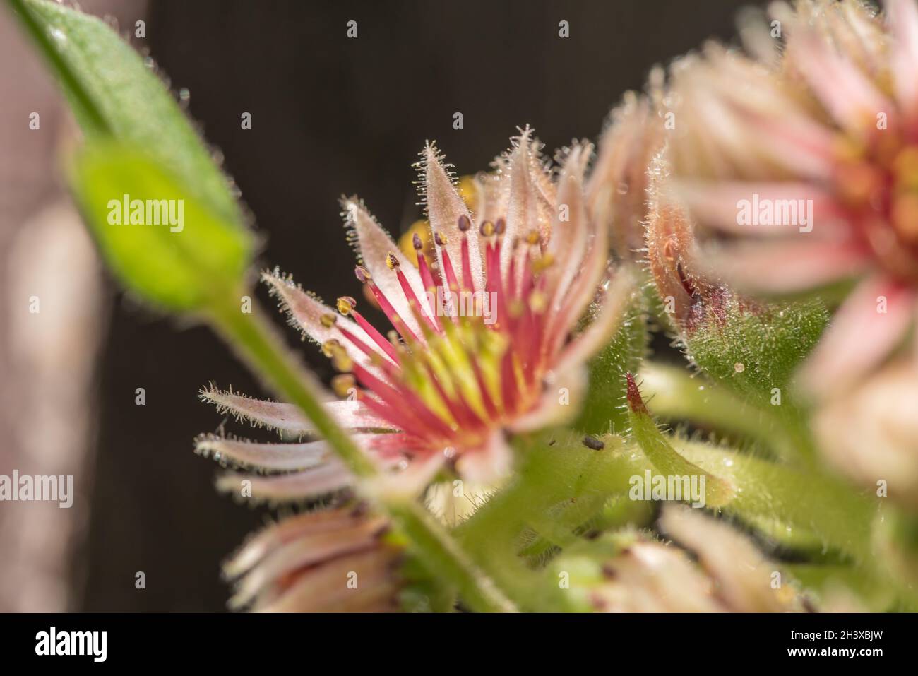 Houseleek roof hi-res stock photography and images - Alamy