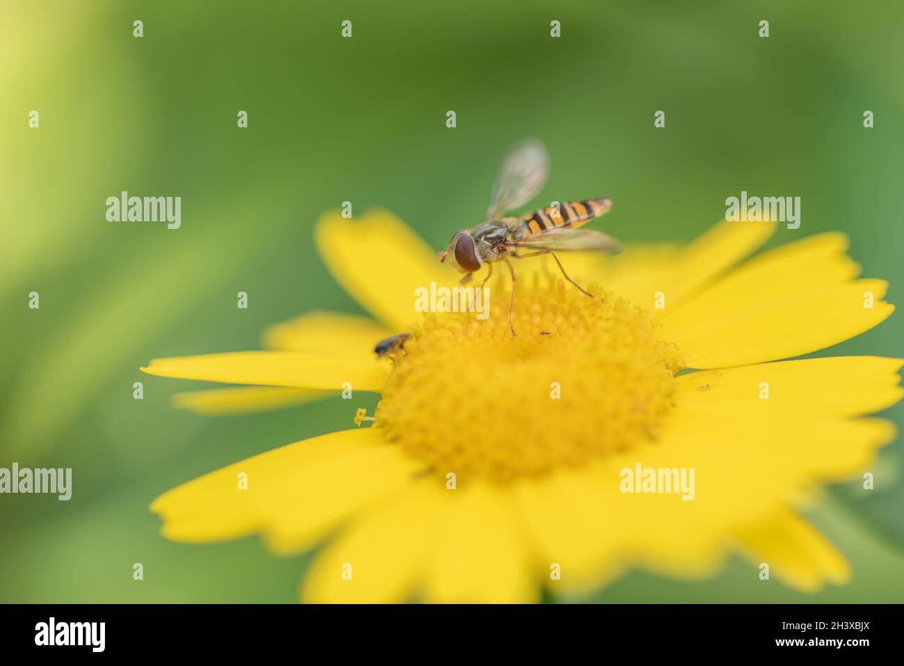 Standing Hover High Resolution Stock Photography and Images - Alamy