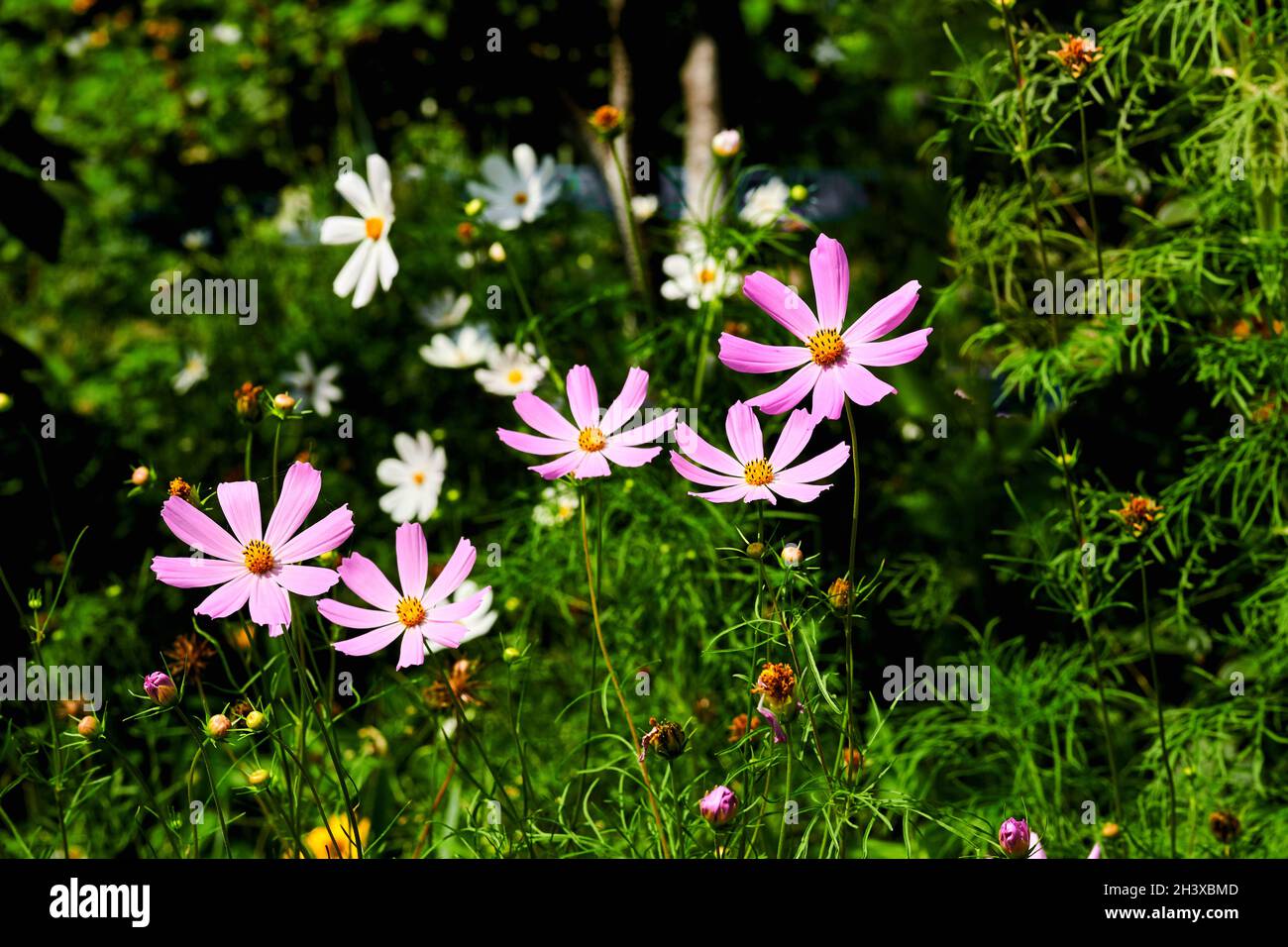 Five meadow flowers hi-res stock photography and images - Alamy