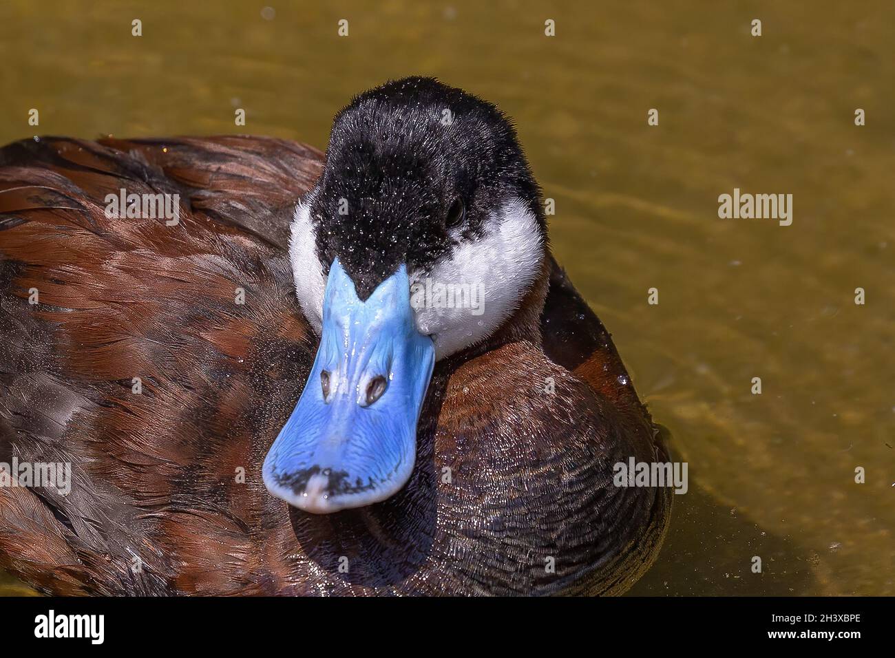 Ruddy blue hi-res stock photography and images - Alamy