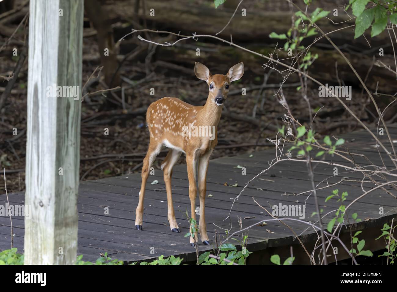 White spots on tail hi-res stock photography and images - Alamy