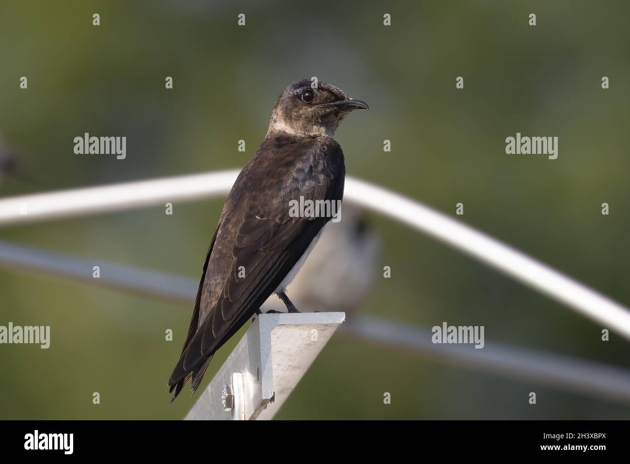 The purple martin ( Progne subis Stock Photo - Alamy